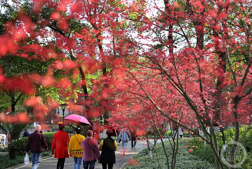 上游新闻：红枫现春日1.jpg